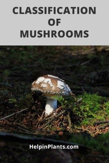 Classification of Mushrooms Based On How They Grow - Help in Plants