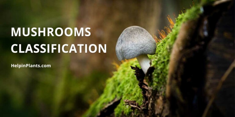 Classification of Mushrooms Based On How They Grow - Help in Plants