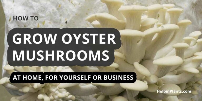 How To Grow Oyster Mushrooms at Home - Help in Plants