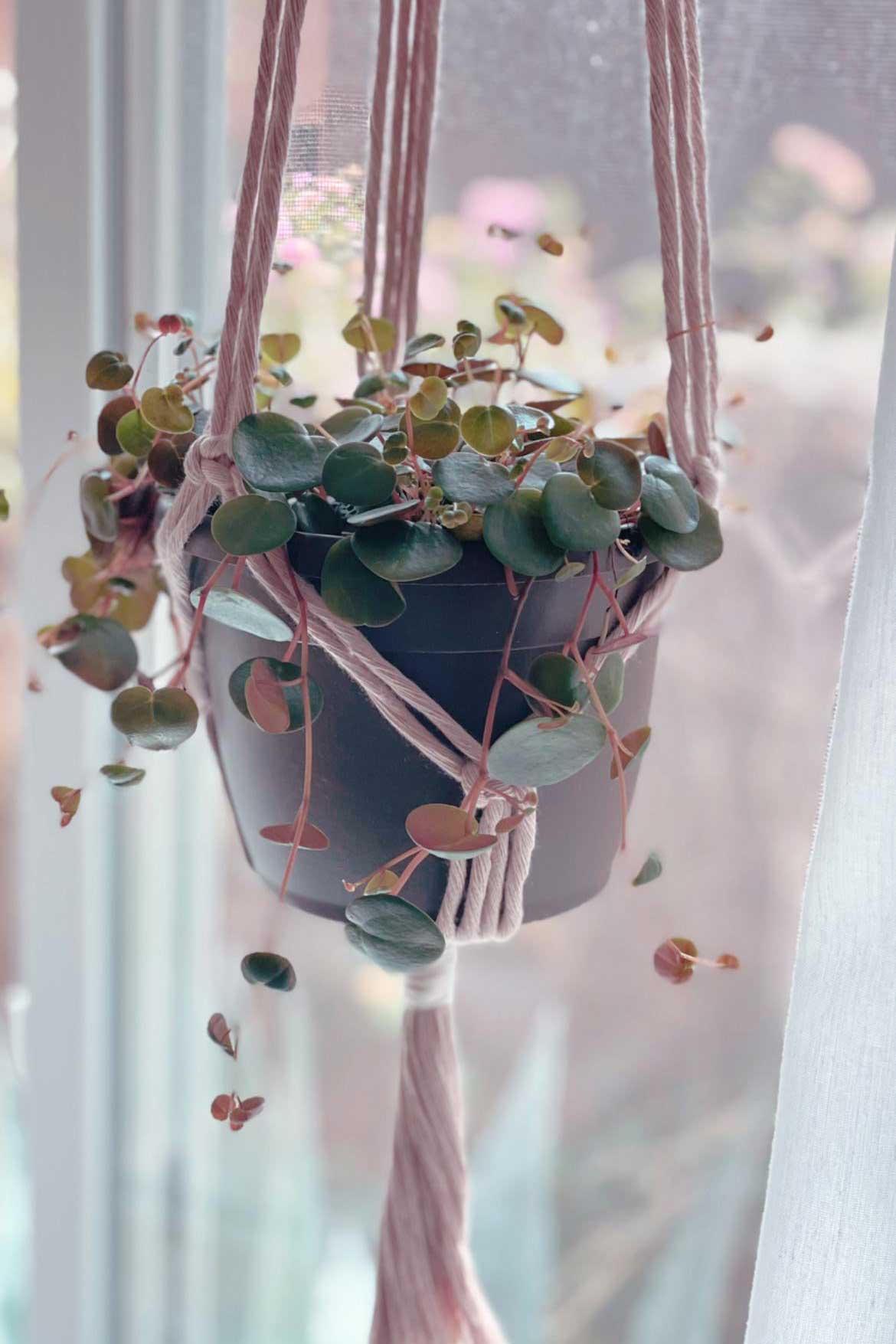 Peperomia Ruby Cascade - Ultimate Care + Tips + Where to Buy