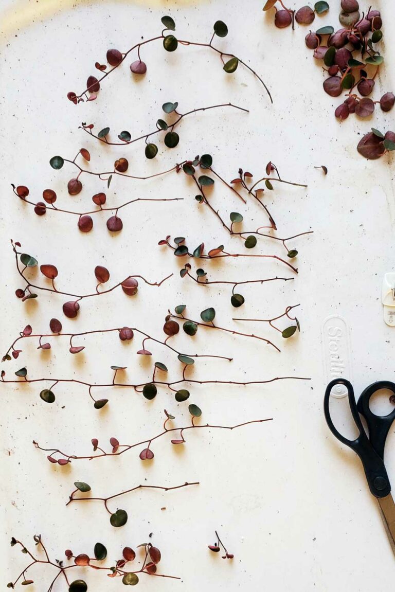 Peperomia Ruby Cascade - Ultimate Care + Tips + Where to Buy