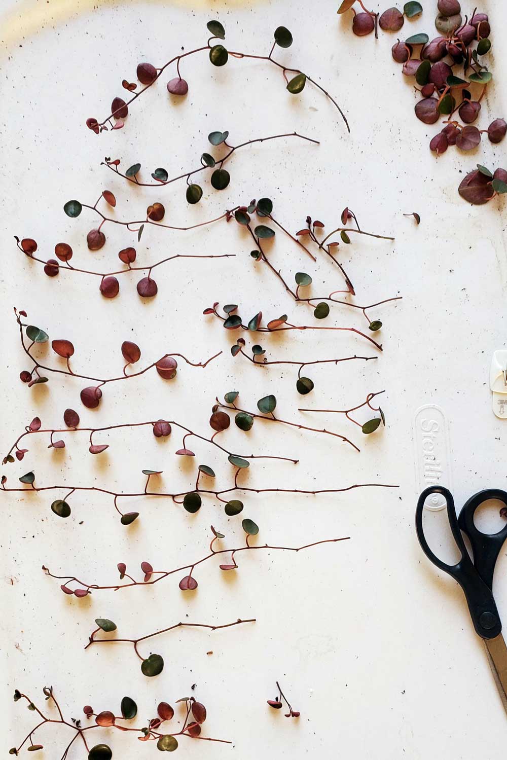 Peperomia Ruby Cascade - Ultimate Care + Tips + Where to Buy