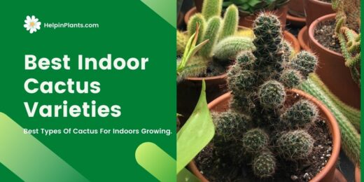 Best Indoor Cactus Varieties - Help in Plants