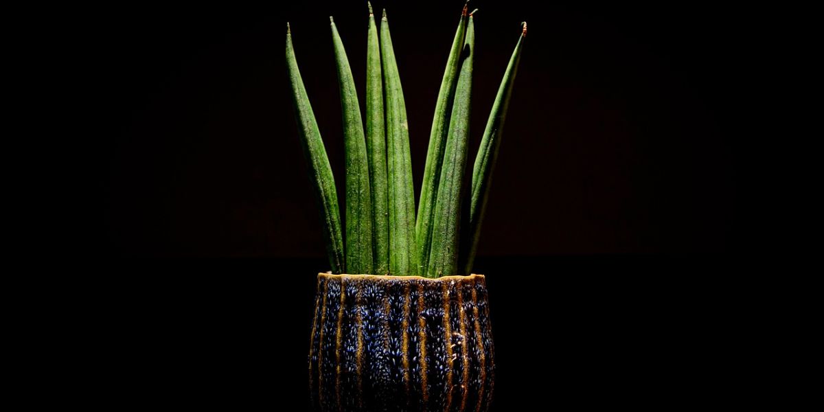 Dracaena angolensis (cylindrical snake plant) - Help in Plants